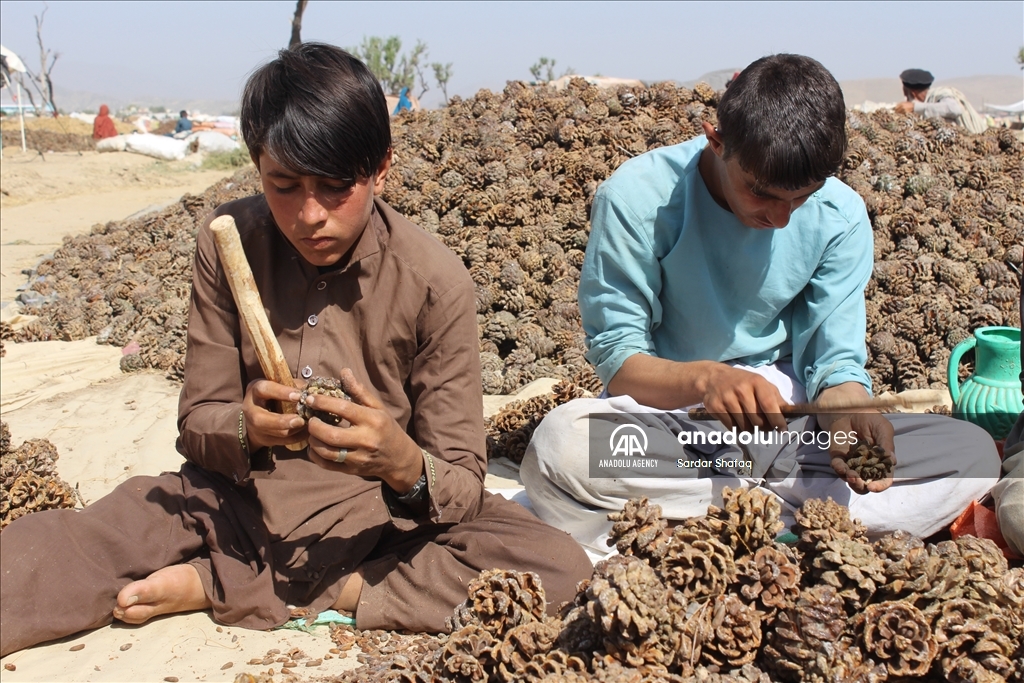 Pine nut farmers in difficulty due to shrinking export markets in ...