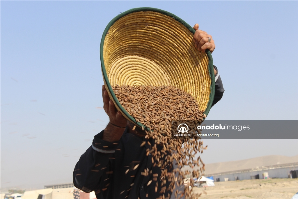 Pine nut farmers in difficulty due to shrinking export markets in ...