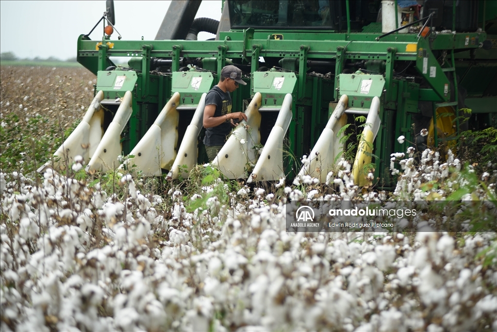 50 hectares of cotton cultivation in Rozo - Anadolu Ajansı