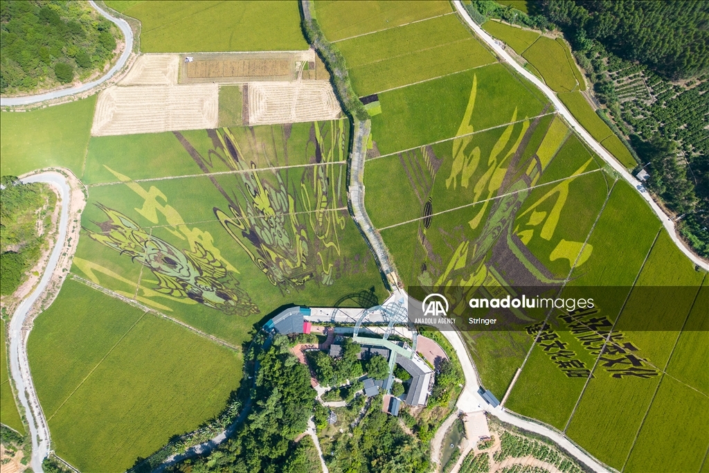 3D painted rice field in China's Nanning - Anadolu Ajansı