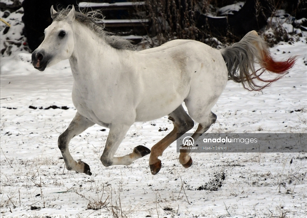 Kars’ta kar yağışı etkili oluyor - Anadolu Ajansı