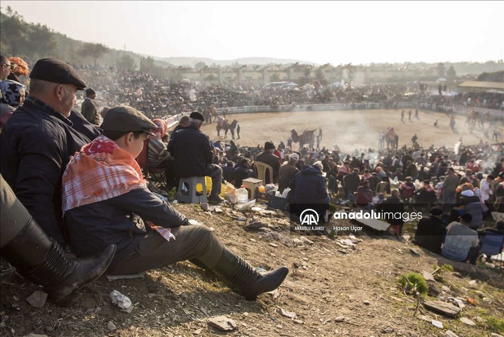 41. Uluslararası Efes Selçuk Deve Güreşleri Festivali - Anadolu Ajansı