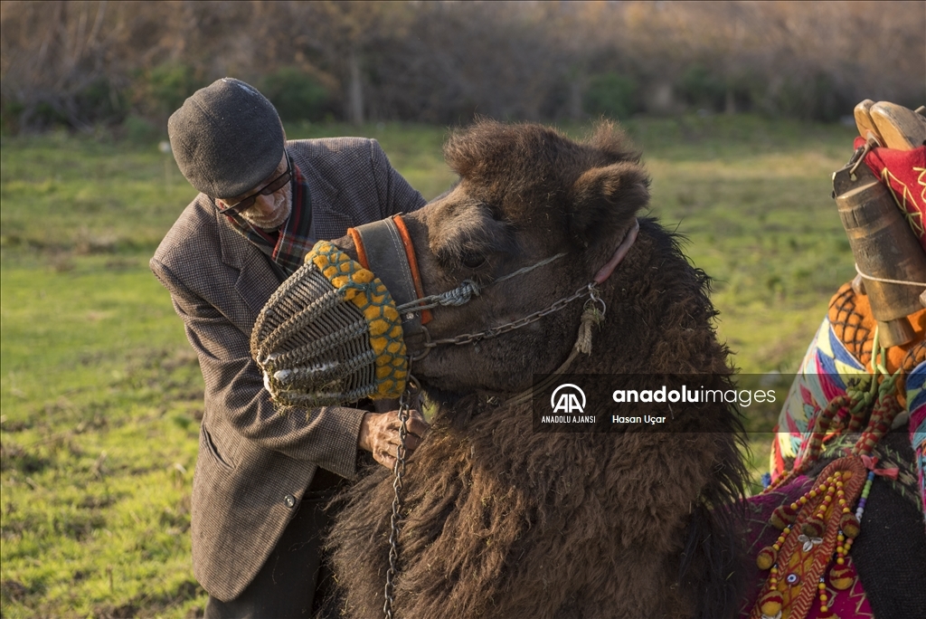 41. Uluslararası Efes Selçuk Deve Güreşleri Festivali - Anadolu Ajansı