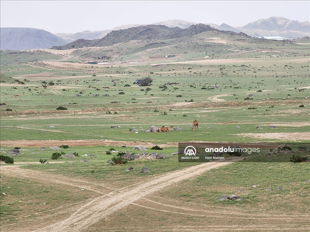 Mekke'de yağışların ardından dağlar ve ovalar yeşile büründü - Anadolu ...