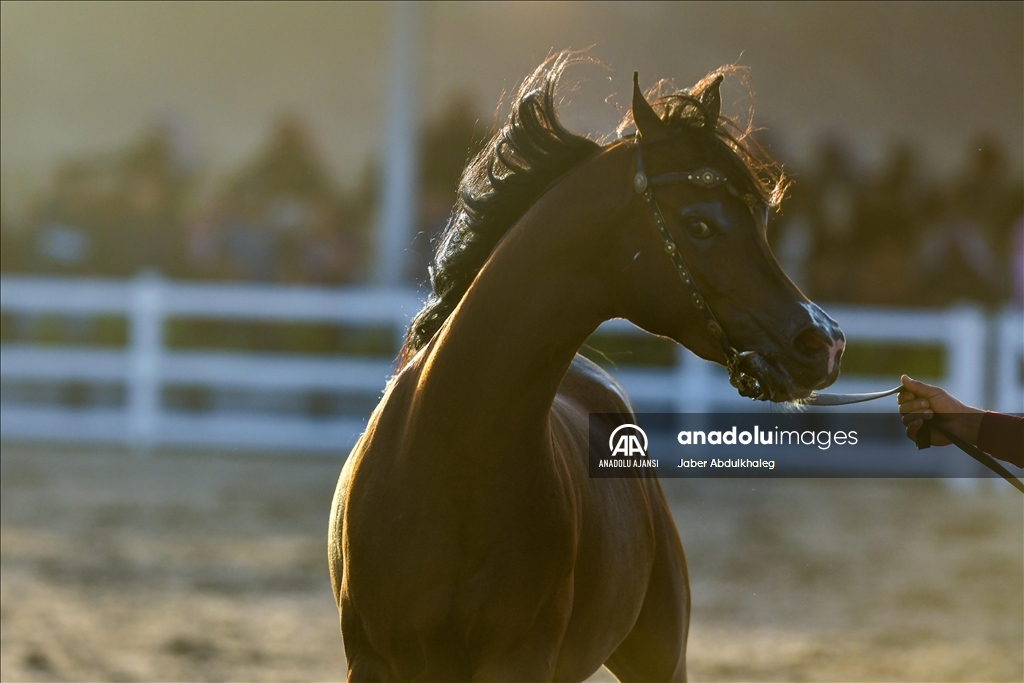 Kuveyt'te 10. Uluslararası Arap Atı Festivali düzenlendi - Anadolu Ajansı