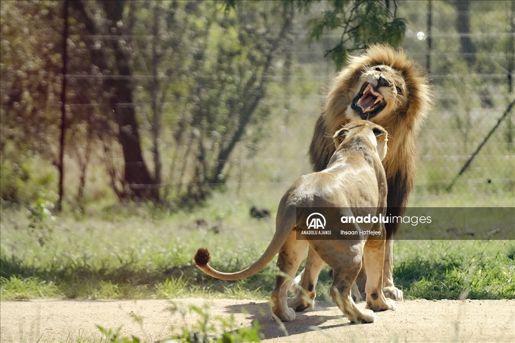 3 Mart Dünya Yaban Hayatı Günü - Anadolu Ajansı