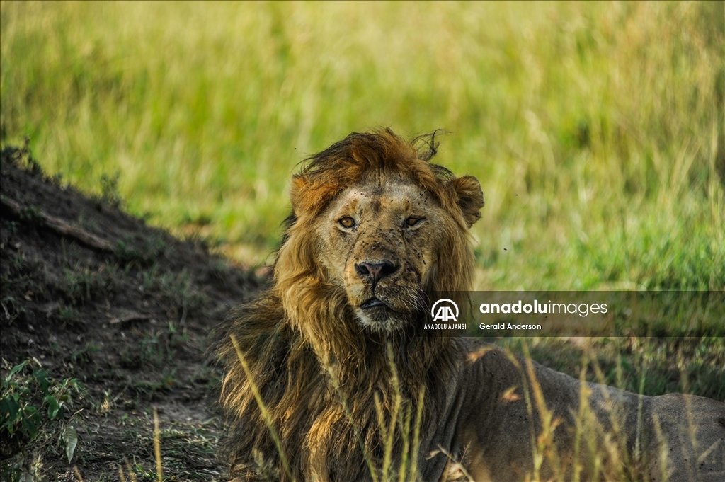 3 Mart Dünya Yaban Hayatı Günü - Anadolu Ajansı