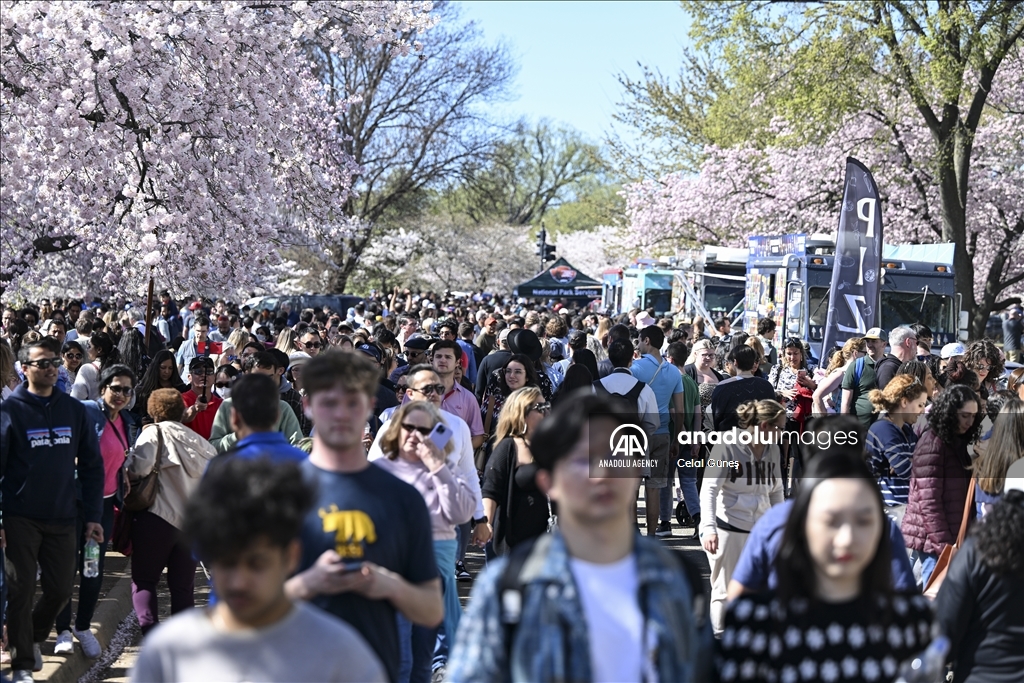 National Cherry Blossom Festival in Washington DC - Anadolu Ajansı