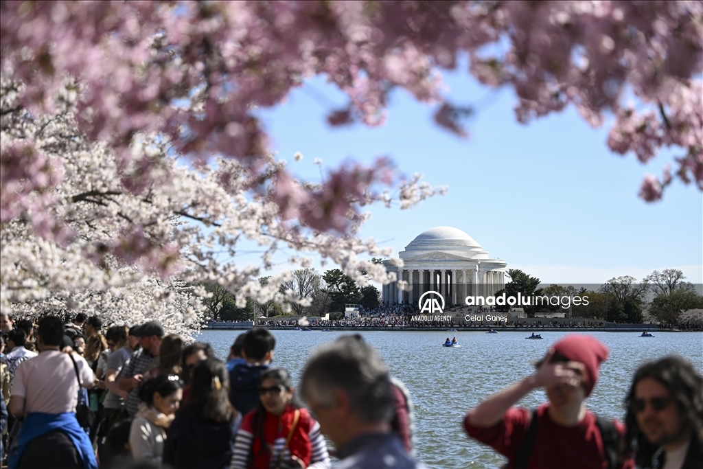 National Cherry Blossom Festival in Washington DC - Anadolu Ajansı