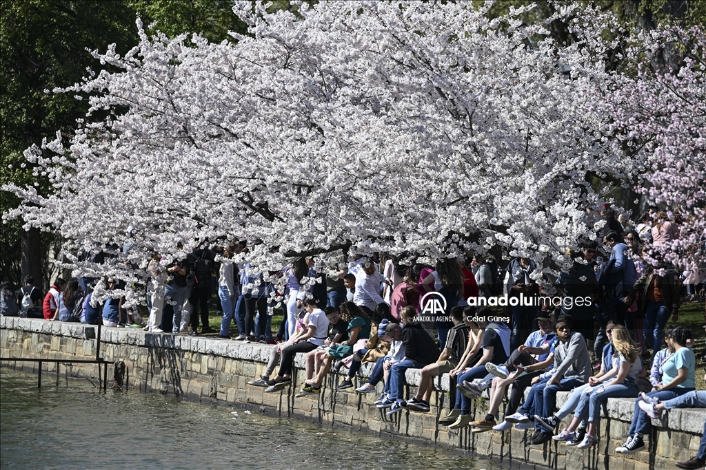National Cherry Blossom Festival in Washington DC - Anadolu Ajansı