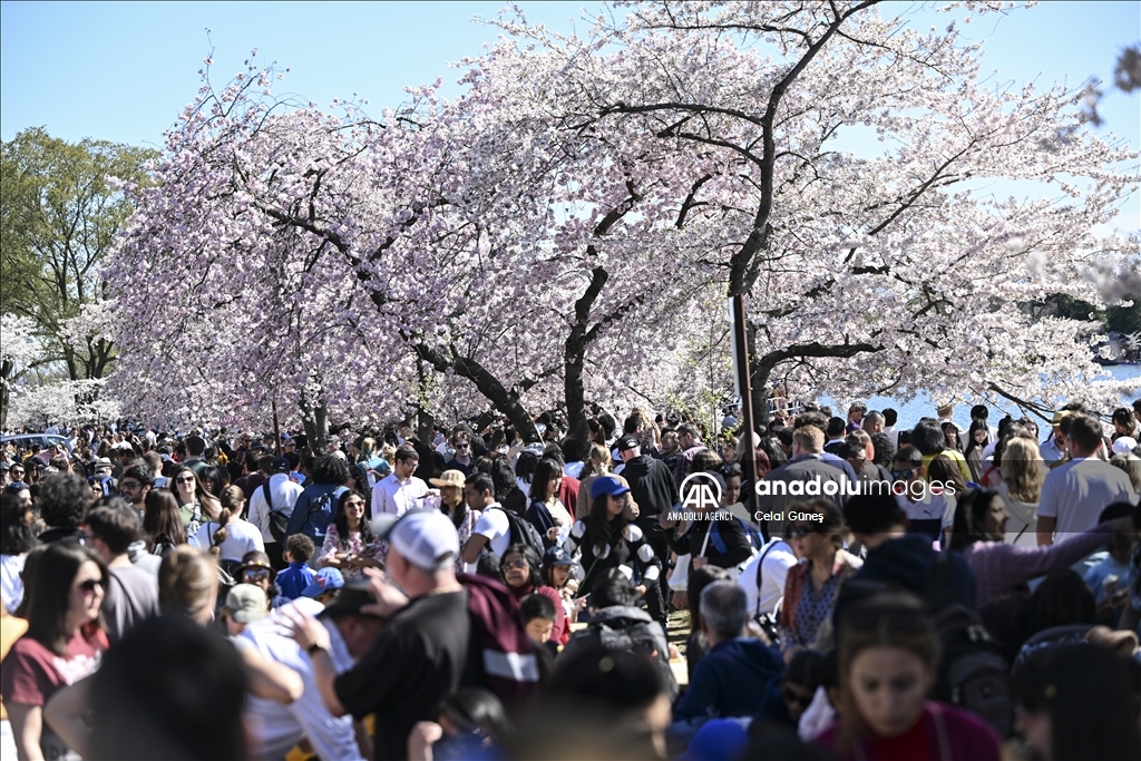 National Cherry Blossom Festival in Washington DC - Anadolu Ajansı