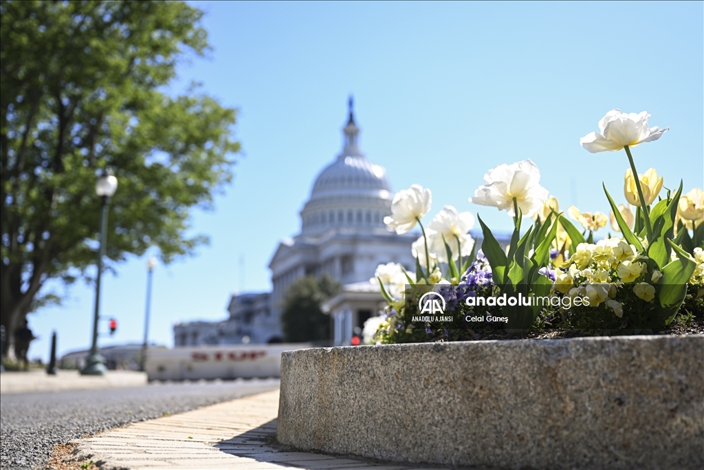 ABD Kongre Binası çevresine dikilen laleler Kongre Binası çevresini ...