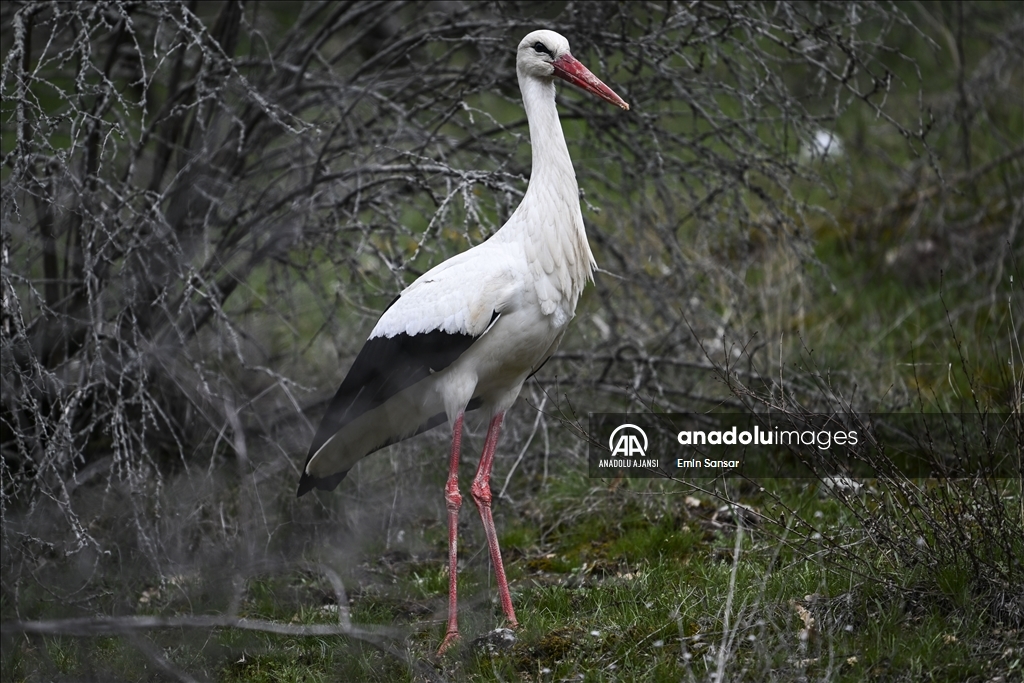 'Leylek apartmanı' sakinleri yuvalarına geldi - Anadolu Ajansı