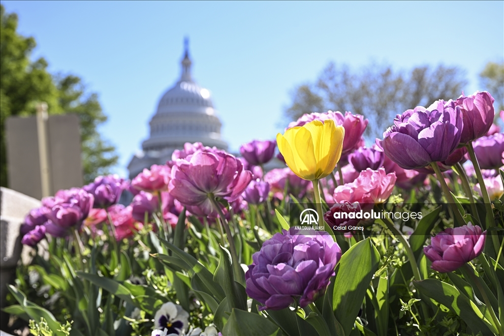 ABD Kongre Binası çevresine dikilen laleler Kongre Binası çevresini ...