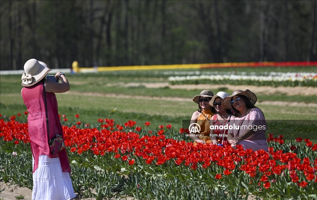 Blooming tulips draw visitors to Holland Ridge Farms in New Jersey, US ...