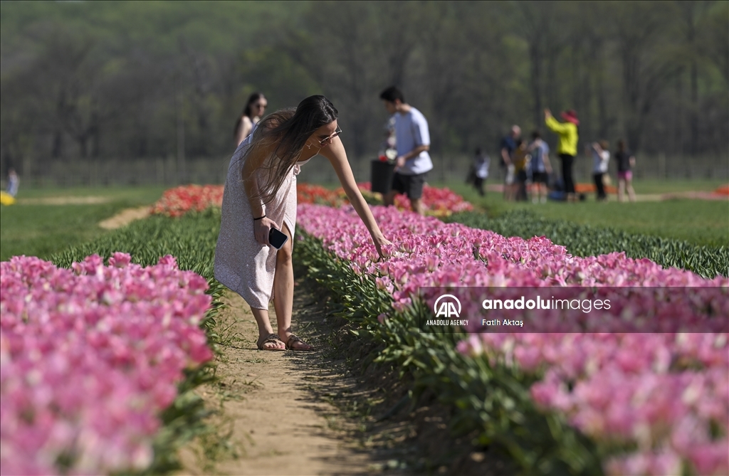 Blooming tulips draw visitors to Holland Ridge Farms in New Jersey, US ...