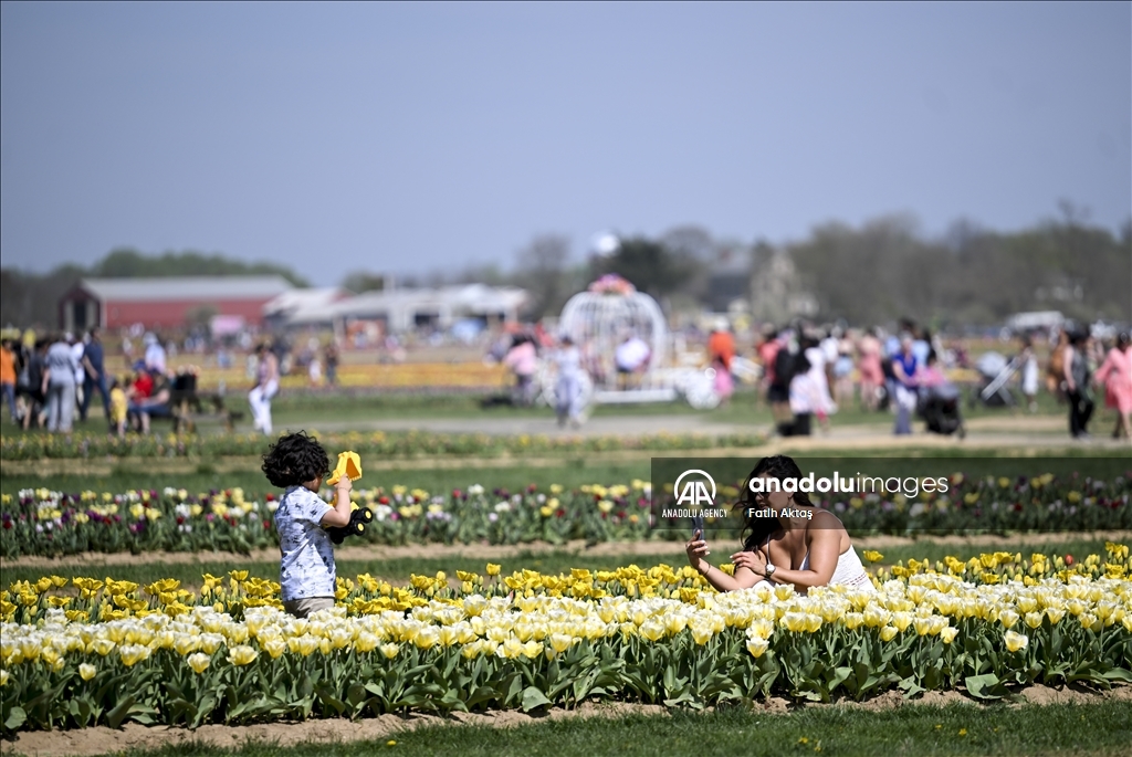Blooming tulips draw visitors to Holland Ridge Farms in New Jersey, US ...