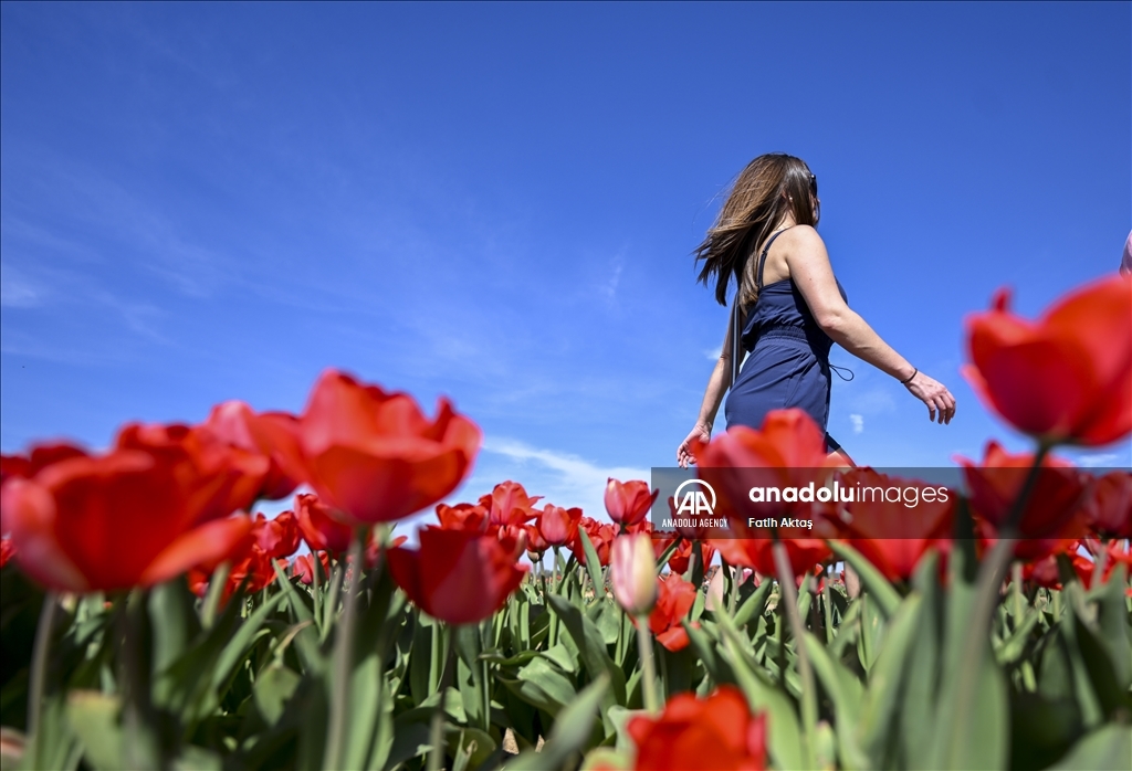 Blooming tulips draw visitors to Holland Ridge Farms in New Jersey, US ...