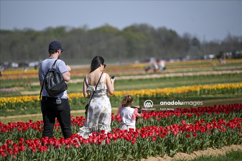 Blooming tulips draw visitors to Holland Ridge Farms in New Jersey, US ...