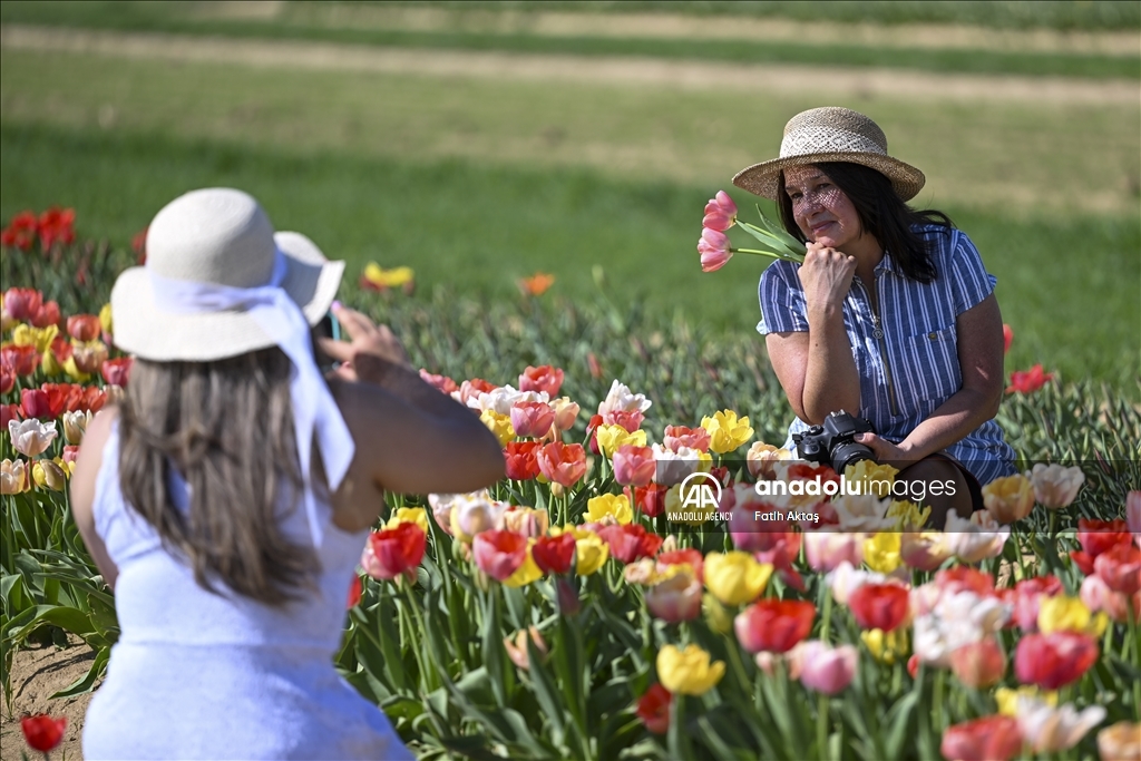 Blooming tulips draw visitors to Holland Ridge Farms in New Jersey, US ...