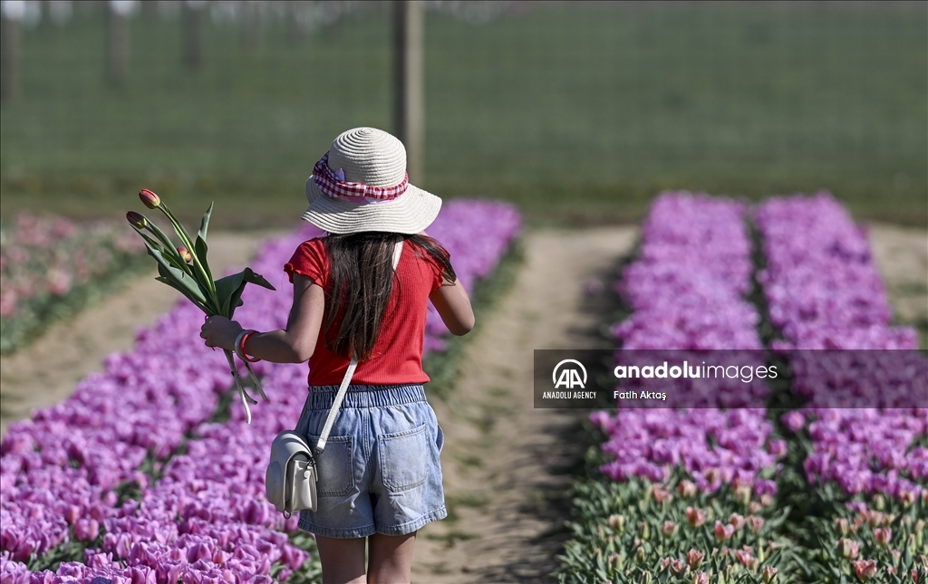 Blooming tulips draw visitors to Holland Ridge Farms in New Jersey, US ...