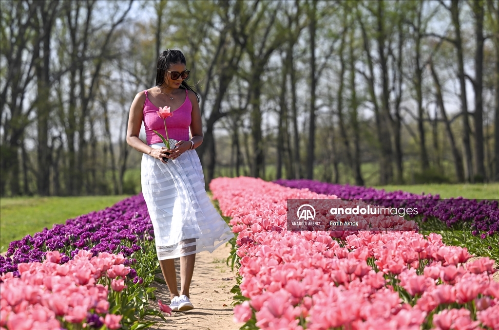 Blooming tulips draw visitors to Holland Ridge Farms in New Jersey, US ...