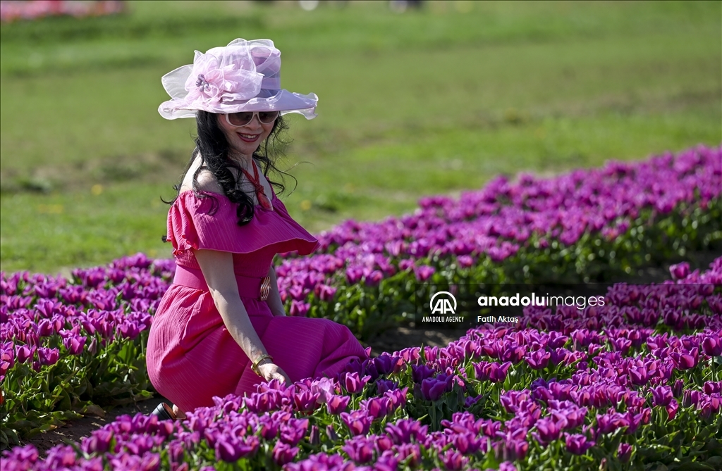Blooming tulips draw visitors to Holland Ridge Farms in New Jersey, US ...