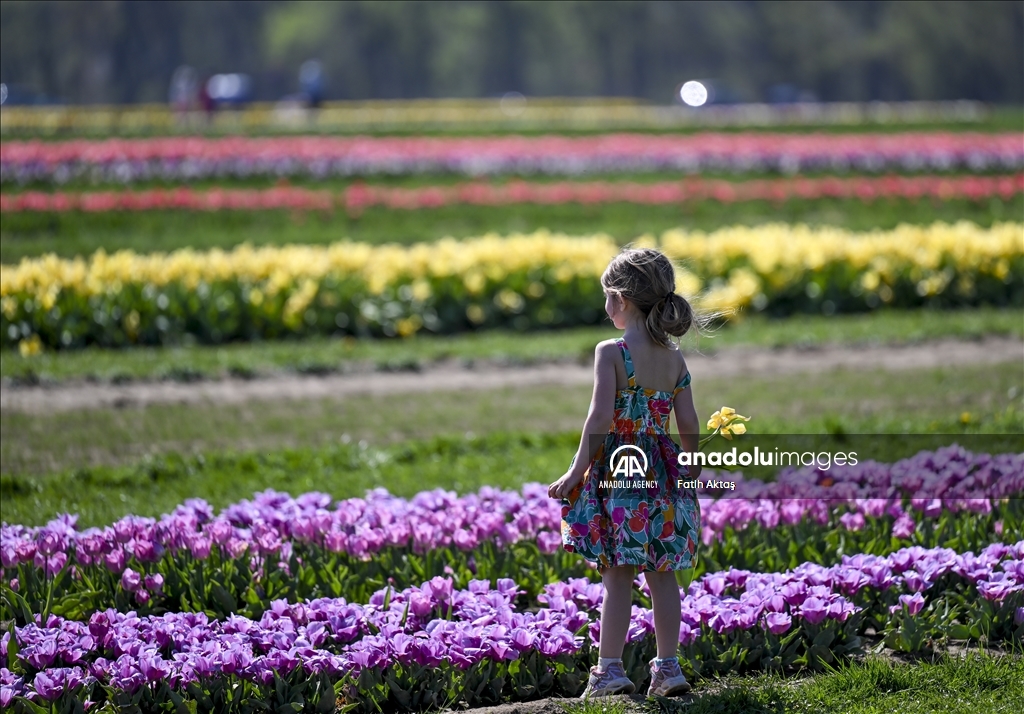 Blooming tulips draw visitors to Holland Ridge Farms in New Jersey, US ...