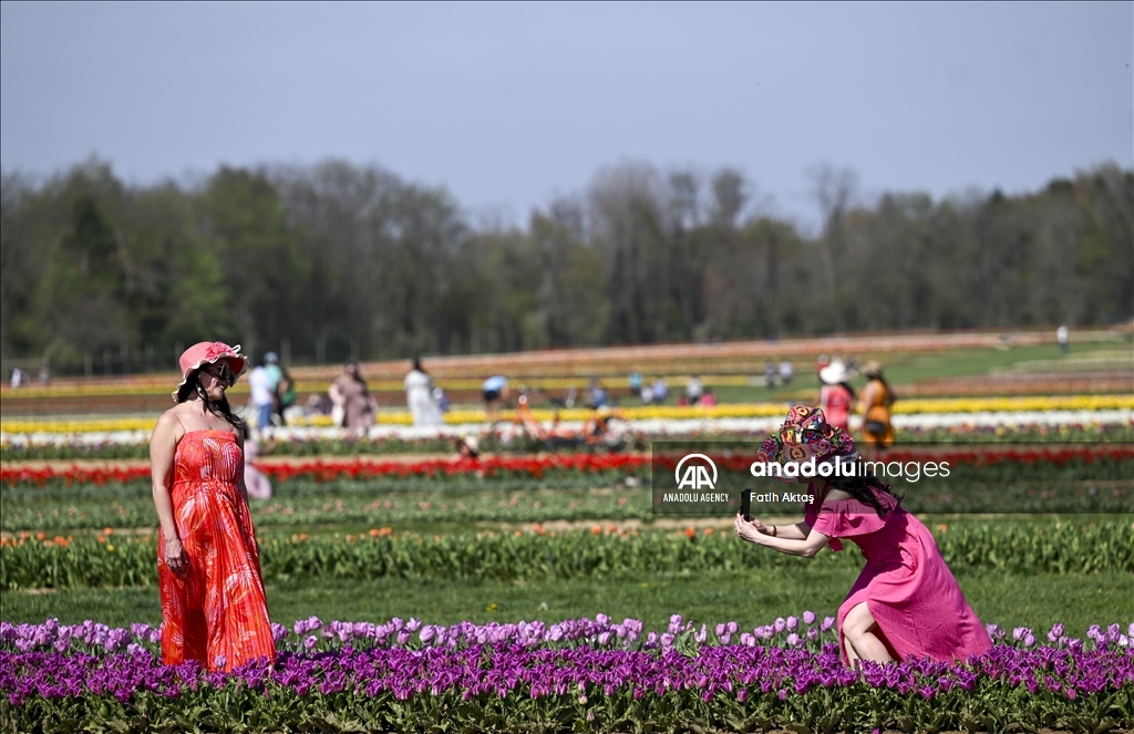 Blooming tulips draw visitors to Holland Ridge Farms in New Jersey, US ...