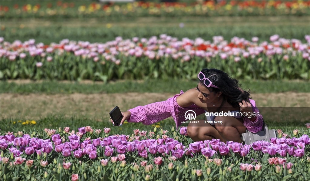 Blooming tulips draw visitors to Holland Ridge Farms in New Jersey, US ...