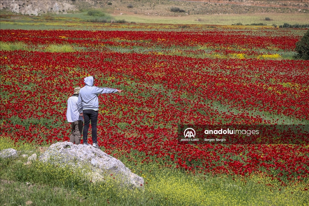 Kırıkhan'da tarlalar kırmızıya büründü - Anadolu Ajansı