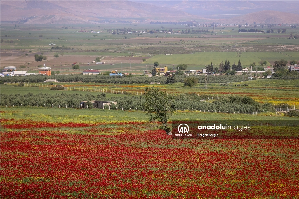 Kırıkhan'da tarlalar kırmızıya büründü - Anadolu Ajansı