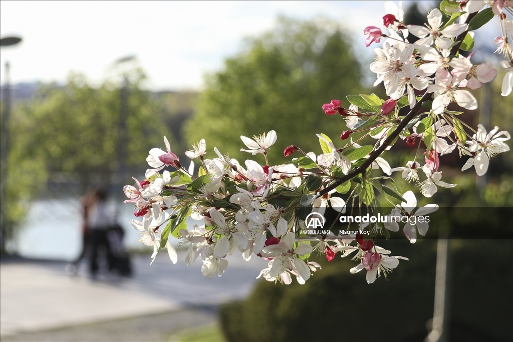 Ankara'da ilkbahar - Anadolu Ajansı
