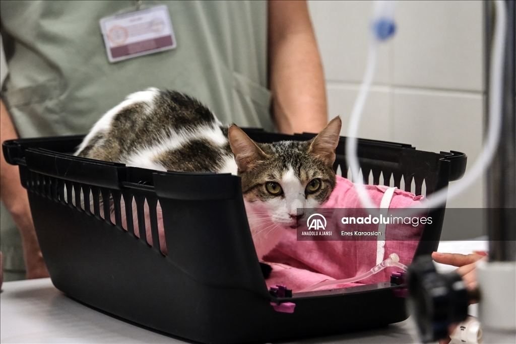 Can dostların şifacı elleri veterinerler - Anadolu Ajansı