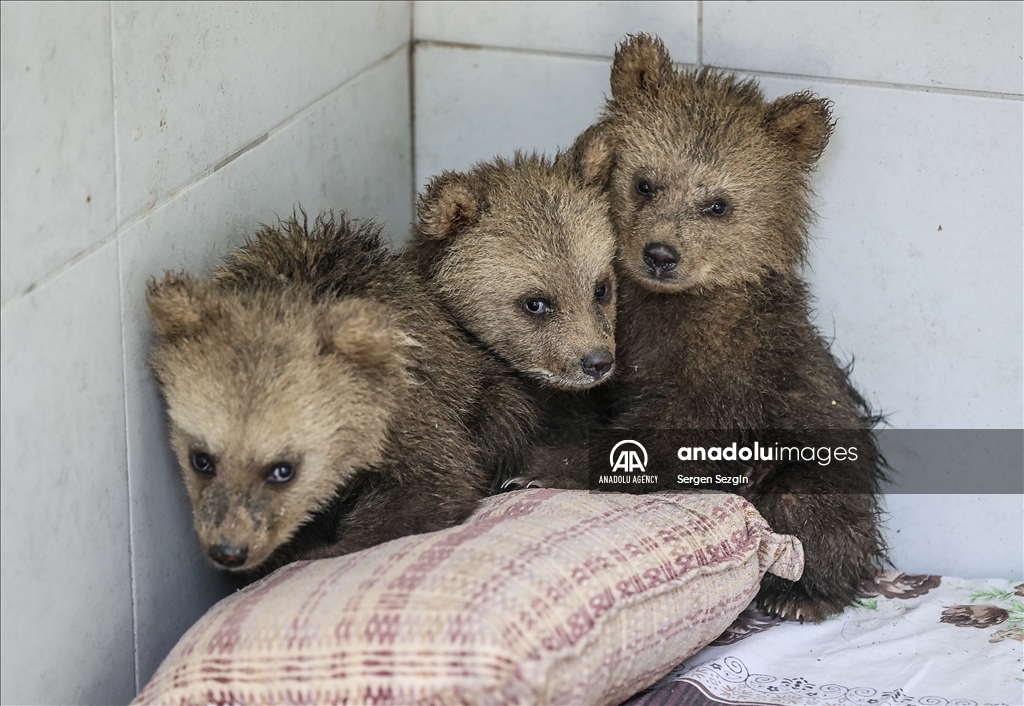Three bear cubs in Bursa - Anadolu Ajansı