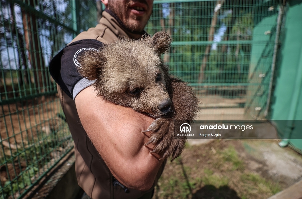 Three bear cubs in Bursa - Anadolu Ajansı