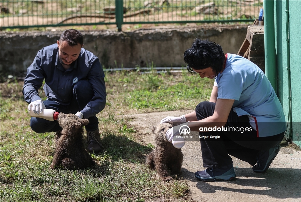 Three bear cubs in Bursa - Anadolu Ajansı