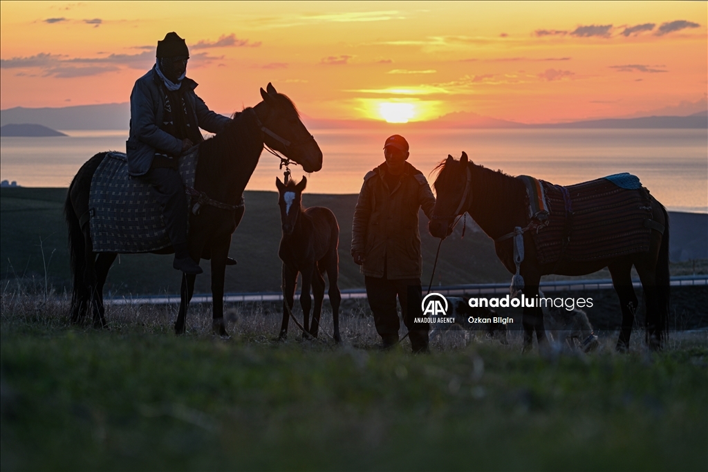 Breeders bring their animals to the plateaus of Turkiye's Van - Anadolu ...
