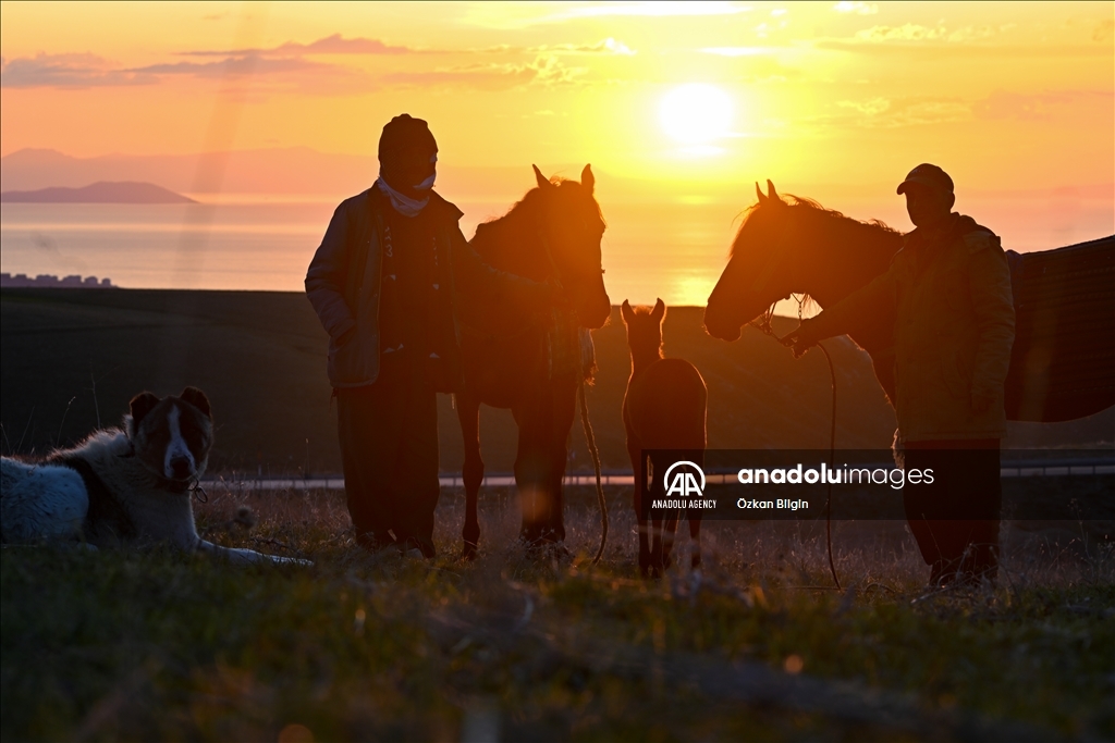 Breeders bring their animals to the plateaus of Turkiye's Van - Anadolu ...