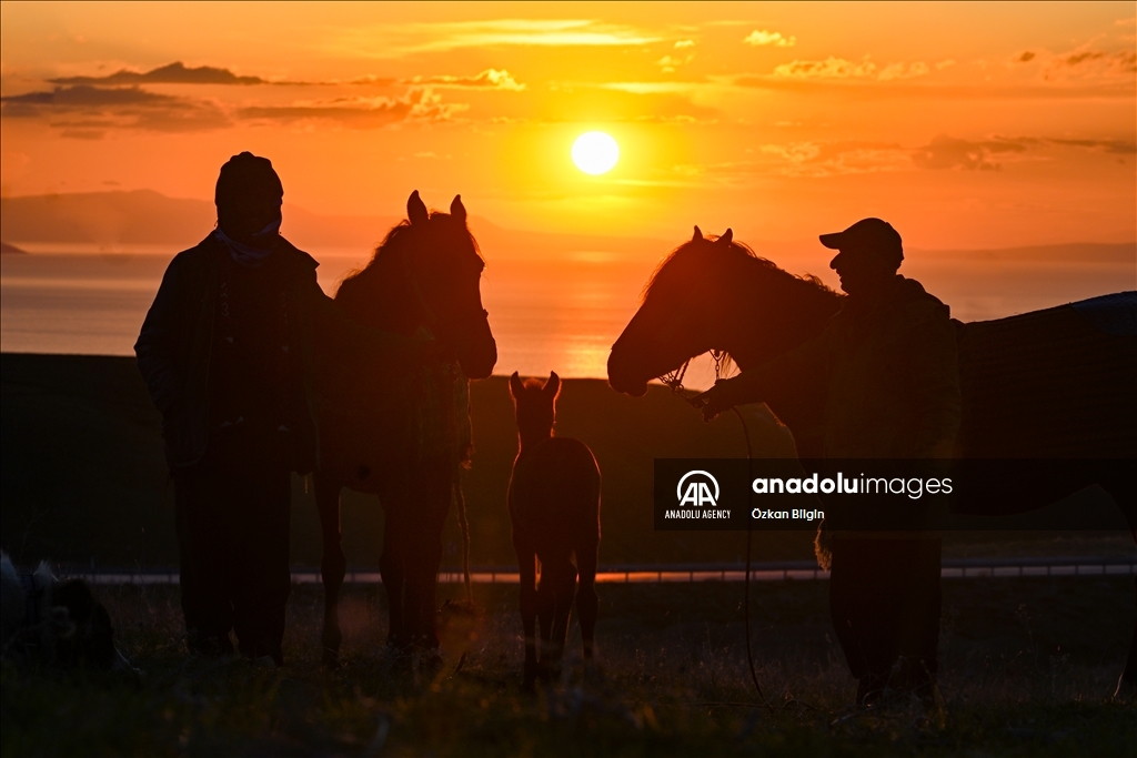 Breeders bring their animals to the plateaus of Turkiye's Van - Anadolu ...