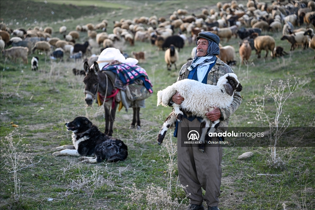 Breeders bring their animals to the plateaus of Turkiye's Van - Anadolu ...
