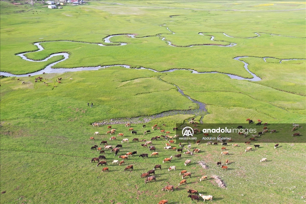 Ağrı'da mendereslerin bulunduğu ovalar yeşile büründü - Anadolu Ajansı