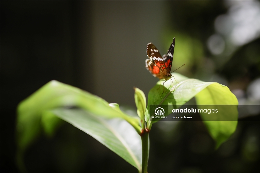 Kolombiya'daki Medellin Botanik Bahçesi bitki örtüsü ve hayvanlara ev ...