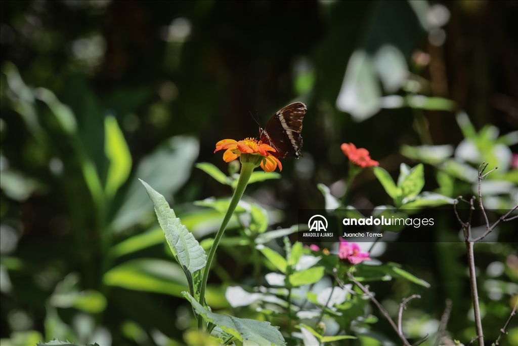 Kolombiya'daki Medellin Botanik Bahçesi bitki örtüsü ve hayvanlara ev ...