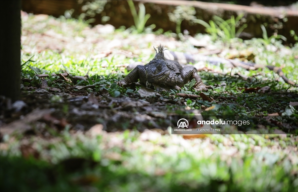 Kolombiya'daki Medellin Botanik Bahçesi bitki örtüsü ve hayvanlara ev ...