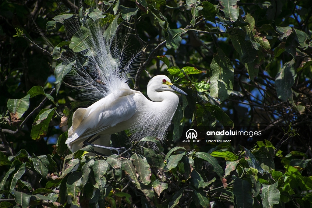 Great egret perches in India - Anadolu Ajansı