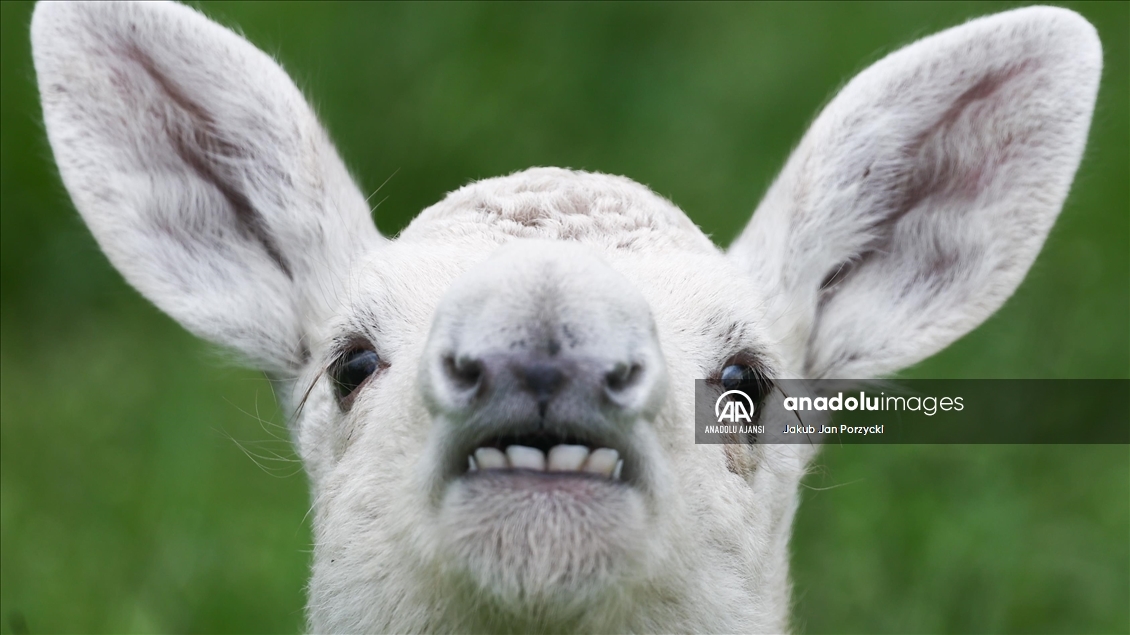 Polonya'da nadir görülen beyaz geyik bulundu - Anadolu Ajansı