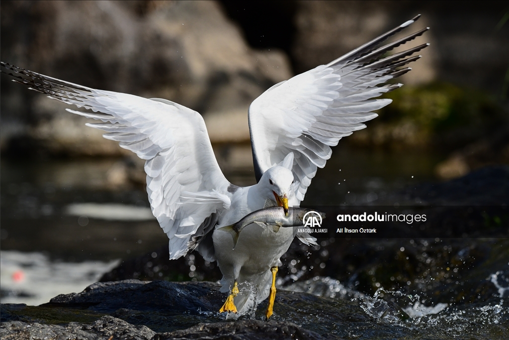 Van Gölü'nün kaçak avcıları martılar - Anadolu Ajansı