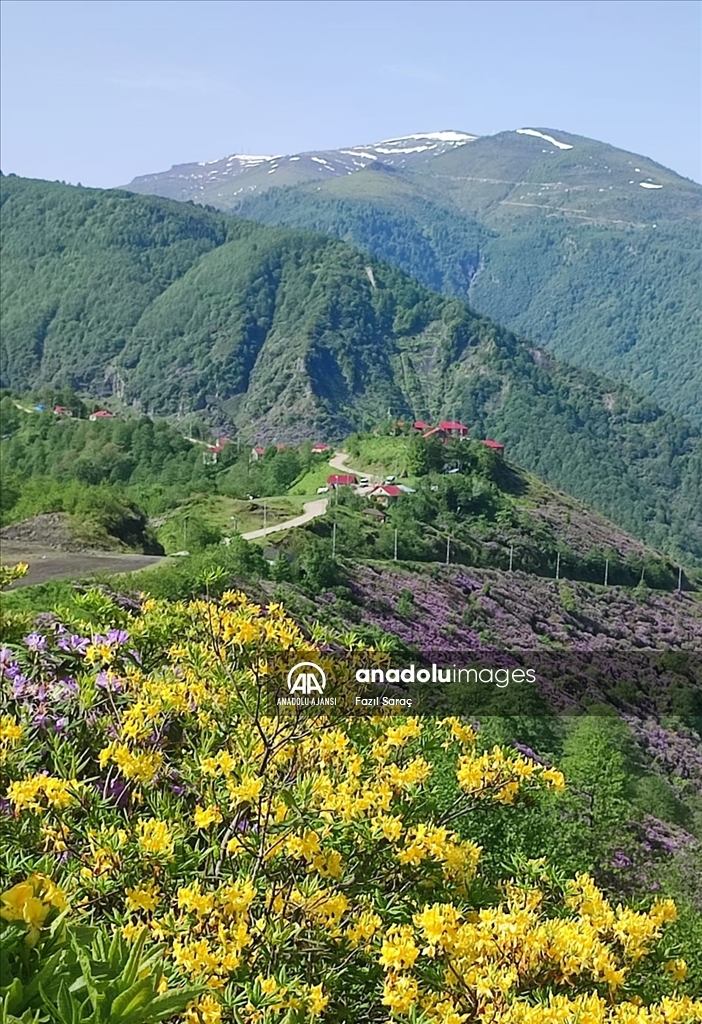 Sis Dağı'nda yeşilin her tonunu görmek mümkün - Anadolu Ajansı