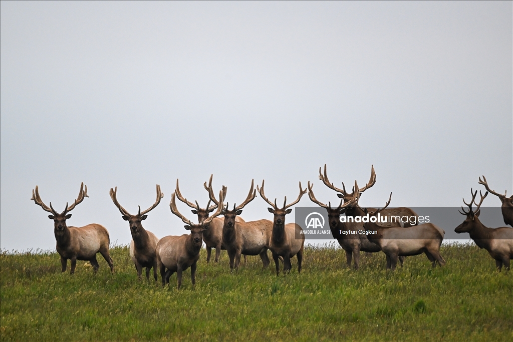 Amerika Kaliforniya'daki Tule geyikleri - Anadolu Ajansı